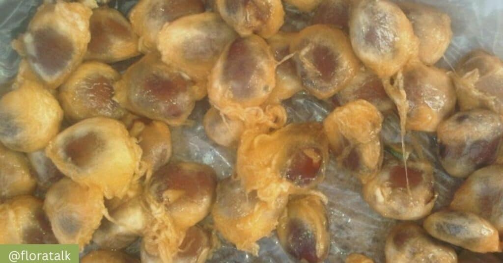 Utazi Leaf: Simple Facts, Uses You Want To Know