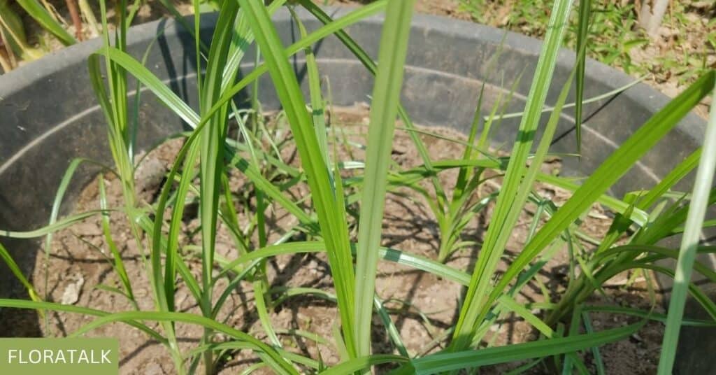 Ugu (Fluted Pumpkin): See Easy Steps On How To Plant Ugu.