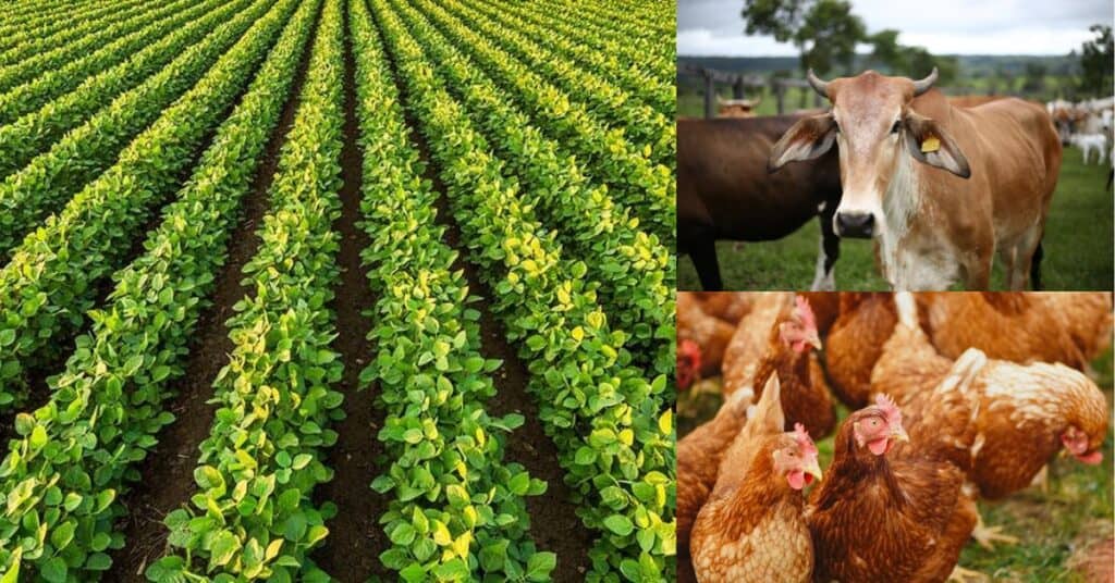 Utazi Leaf: Simple Facts, Uses You Want To Know