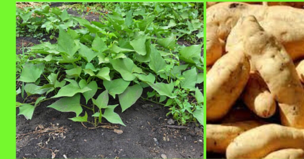 Planting Yam: See How To Plant Yam