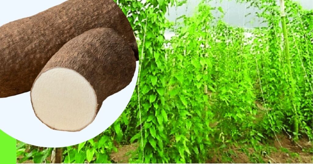 Three Leaved Yam: Simple Facts, Uses And Benefits - Floratalk