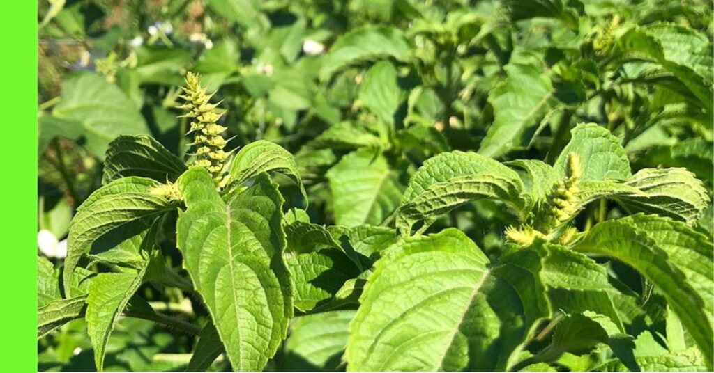 Three Leaved Yam: Simple Facts, Uses And Benefits