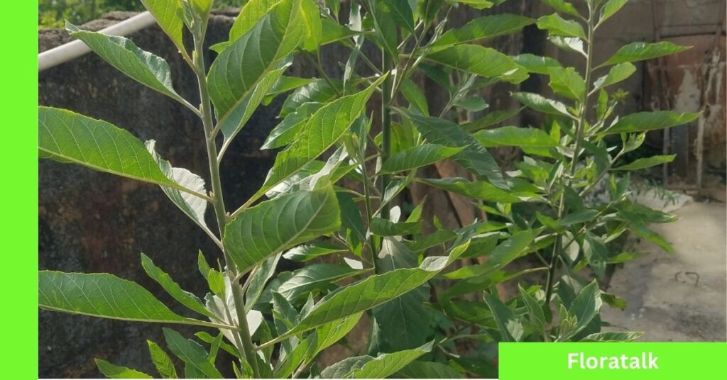 Ugu Leaf: Simple Facts, Uses And Benefits