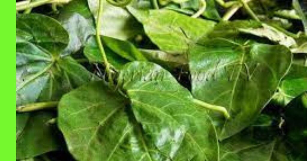 Ugu Leaf: Simple Facts, Uses And Benefits