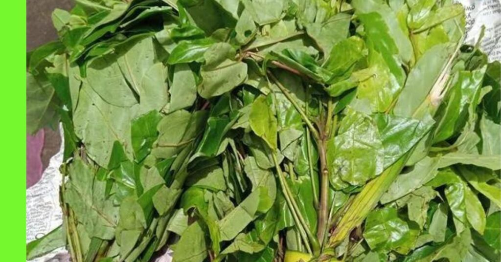 Ugu Leaf: Simple Facts, Uses And Benefits
