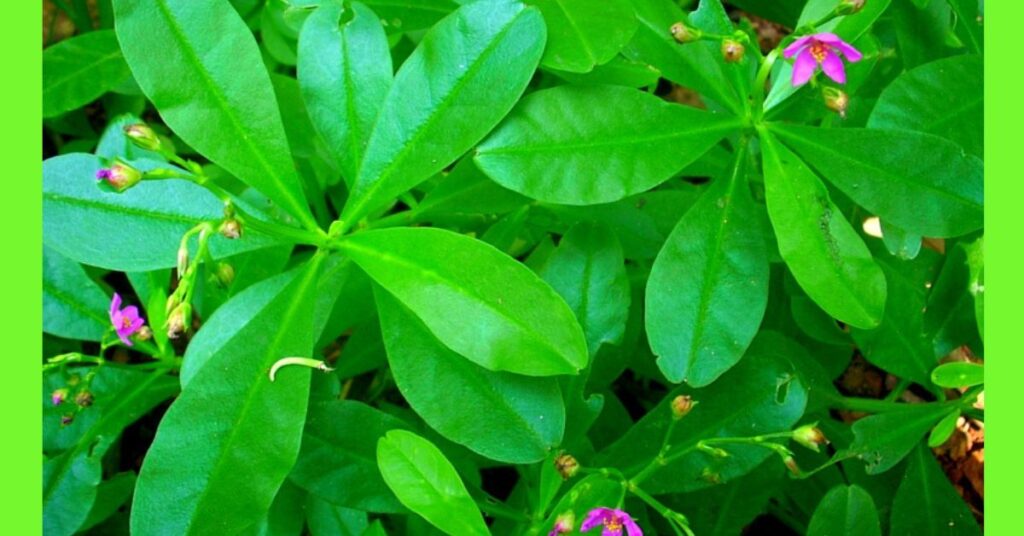 Waterleaf: Simple Facts, Uses You Want To Know