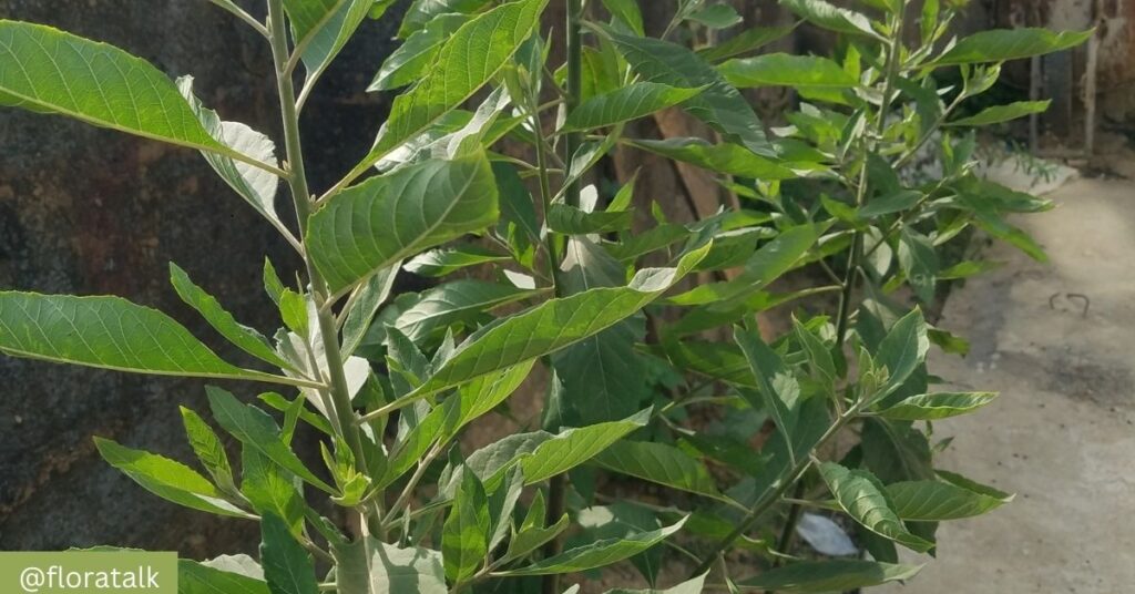 Planting Bitter Leaf: See How To Plant Bitter Leaf