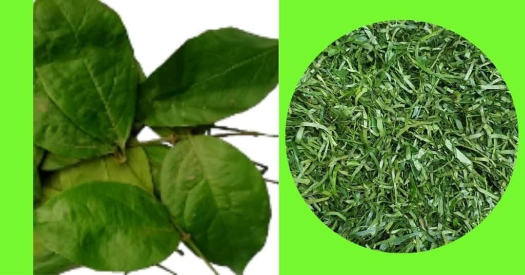 Three Leaved Yam: Simple Facts, Uses And Benefits - Floratalk