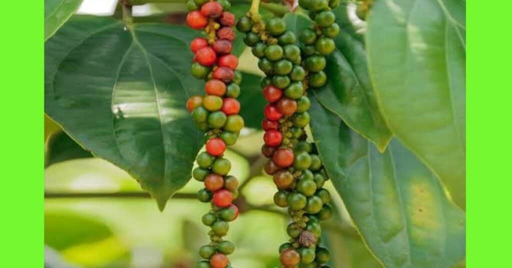 Planting Uziza: See How To Plant Uziza