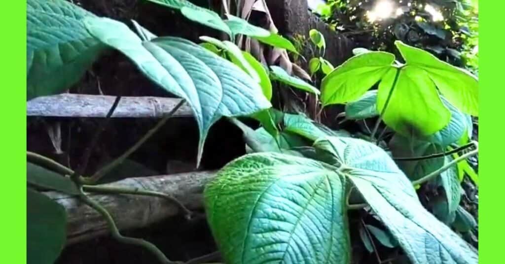 Three Leaved Yam: Simple Facts, Uses And Benefits - Floratalk