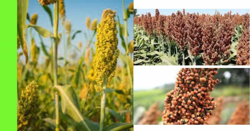 How To Plant Guinea Corn In Nigeria