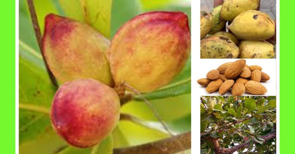 How to Plant Almond In Nigeria