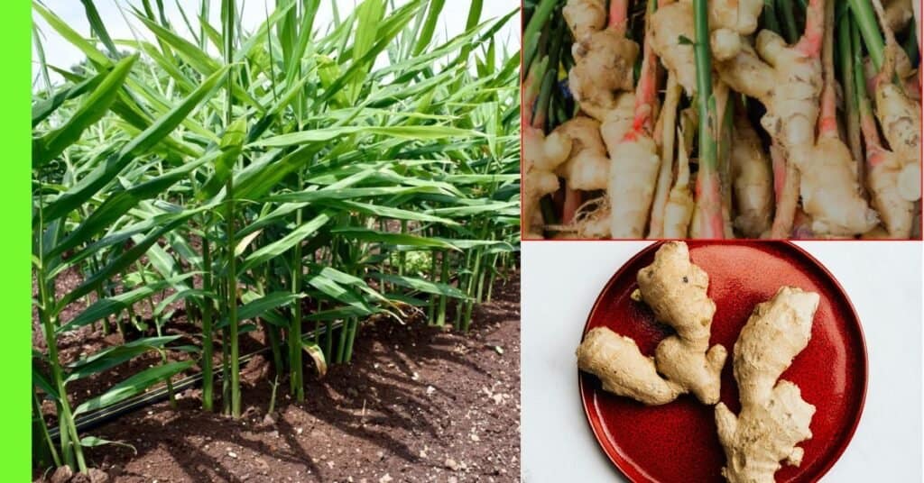 How to Plant Ginger in Nigeria: A Step-by-Step Guide