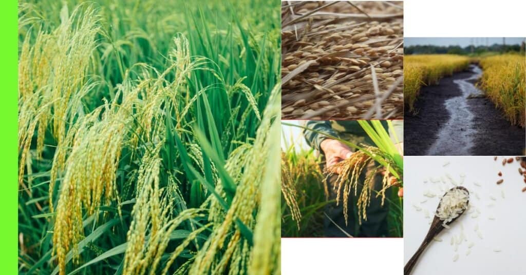 How to Plant Rice: A Step-by-Step Guide