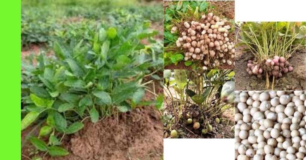 Planting Bambara Nut: See How To Plant Bambara Nut