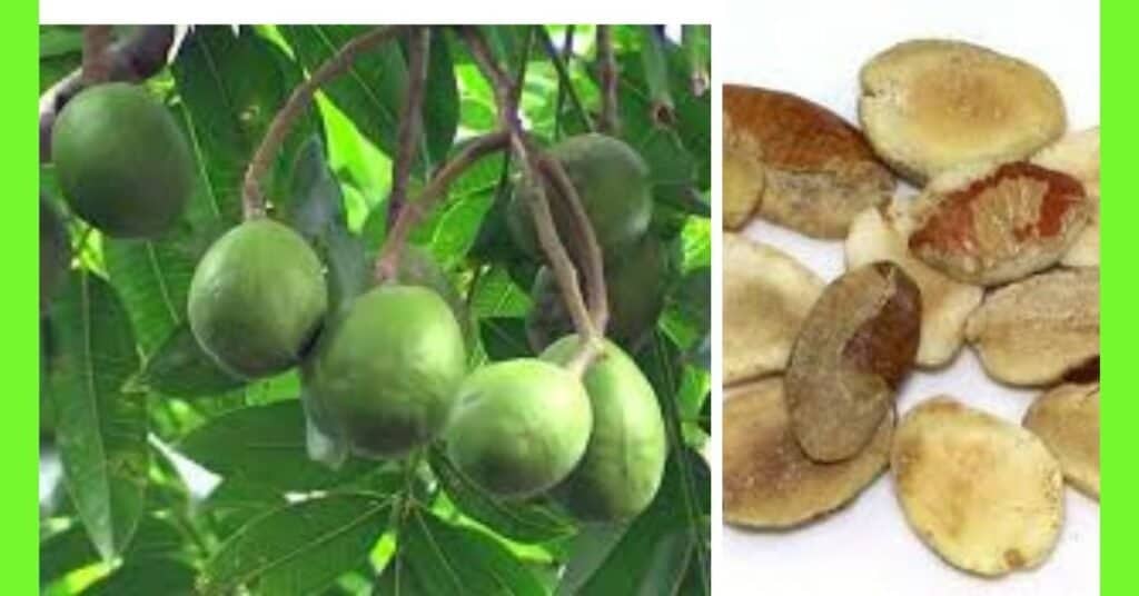 Planting Ogbono (Bush Mango): See How To Plant Ogbono