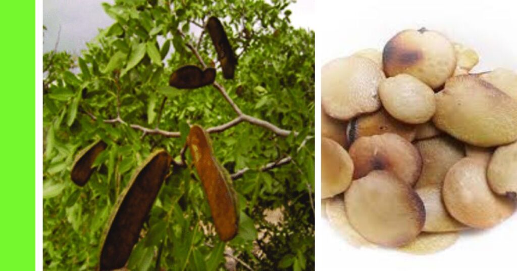 How to Plant Achi (Brachystegia Eurycoma) in Nigeria