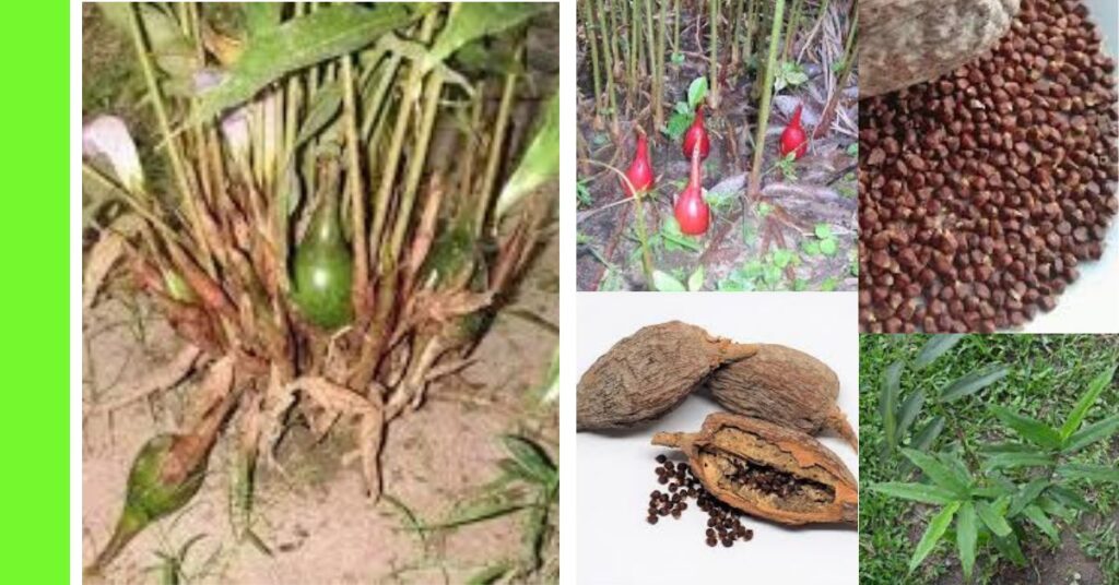 How to Plant Alligator Pepper in Nigeria: A Step-by-Step Guide