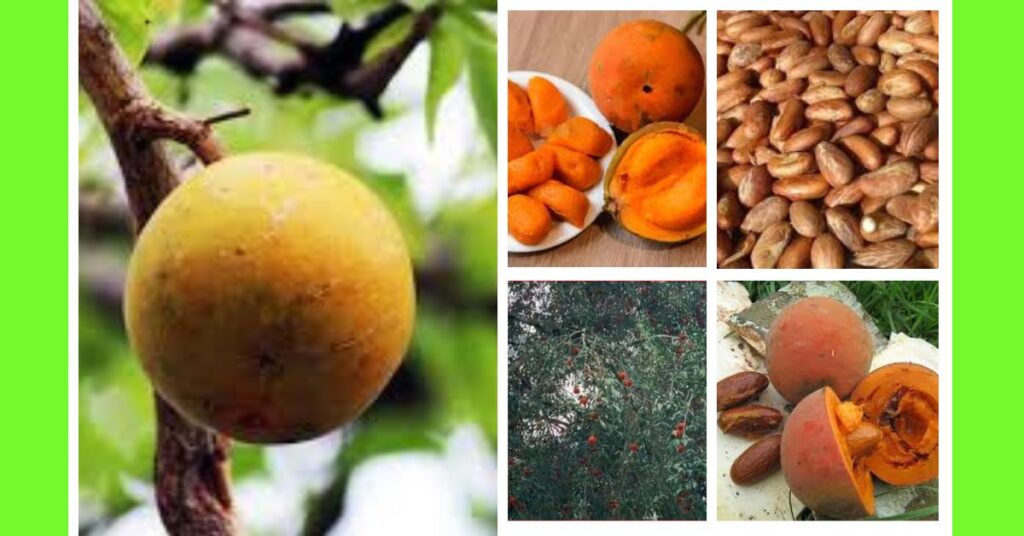 How to Plant Bitter Kola: A Step-by-Step Guide