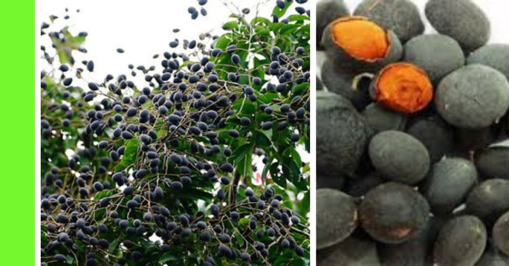 How To Plant Velvet Tamarind (Nchichi)